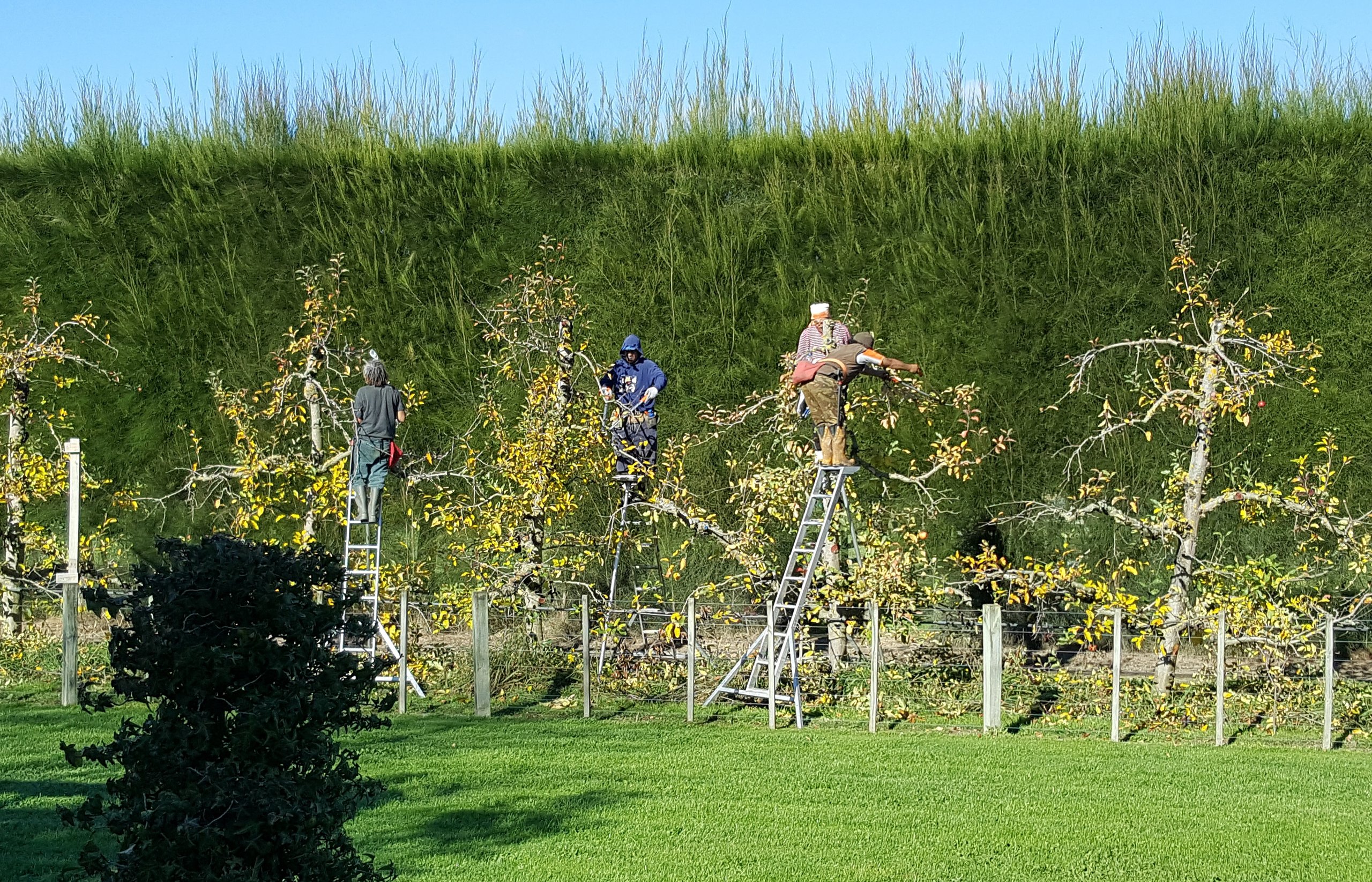 Pruning from a Hydralada platform is much safer!