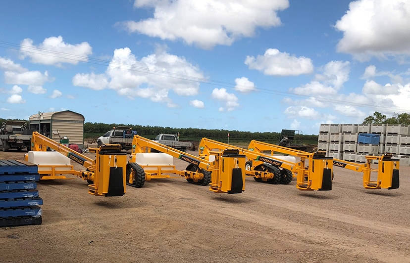 Marathon Mangoes gear up for harvest!